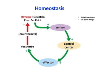 #1 Physiology Homeostasis Intro.pptxbksk | PPT