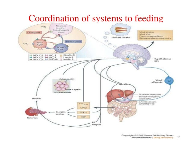 1 physiology of feedimg, appetite & hunger