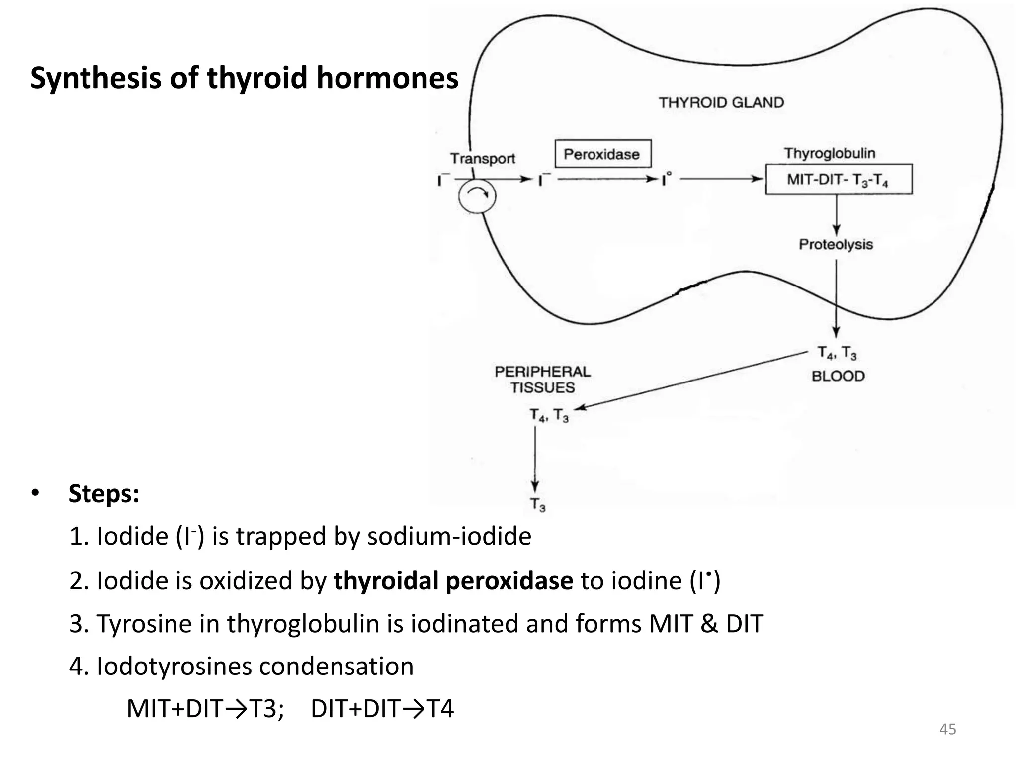 1 Pituitary and Thyroid pharmacology, Naim Kittana.pptx