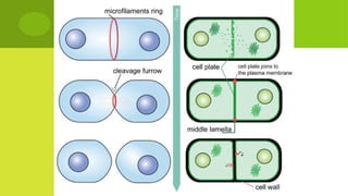 General Biology Lesson 1 Plant and Animal Cells.pptx