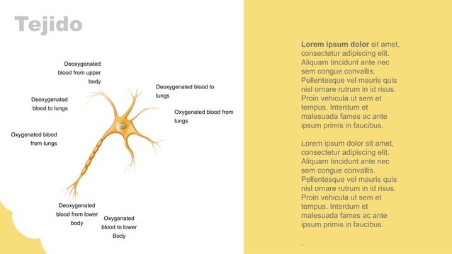 1plantilla-de-powerpoint-sistema-nervioso77 (1).pptx