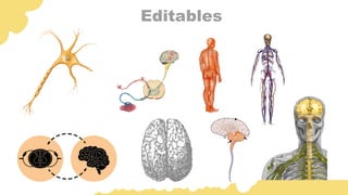 1plantilla-de-powerpoint-sistema-nervioso77 (1).pptx