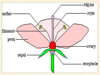 1 plant reproduction2011 | PPT