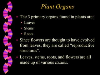 (1) Plant Tissues.ppt