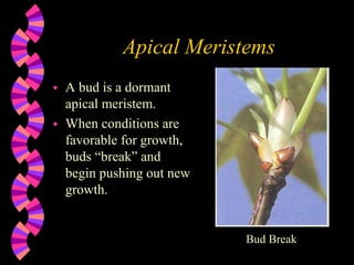 (1) Plant Tissues.ppt