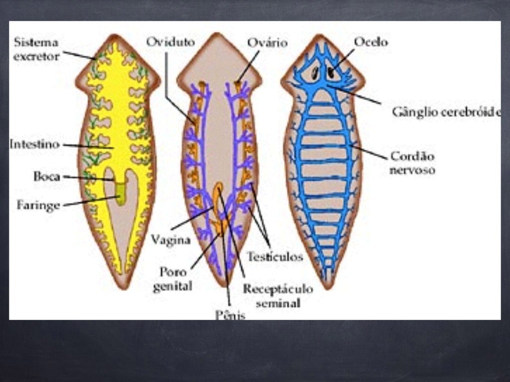 Platelmintos exposicion