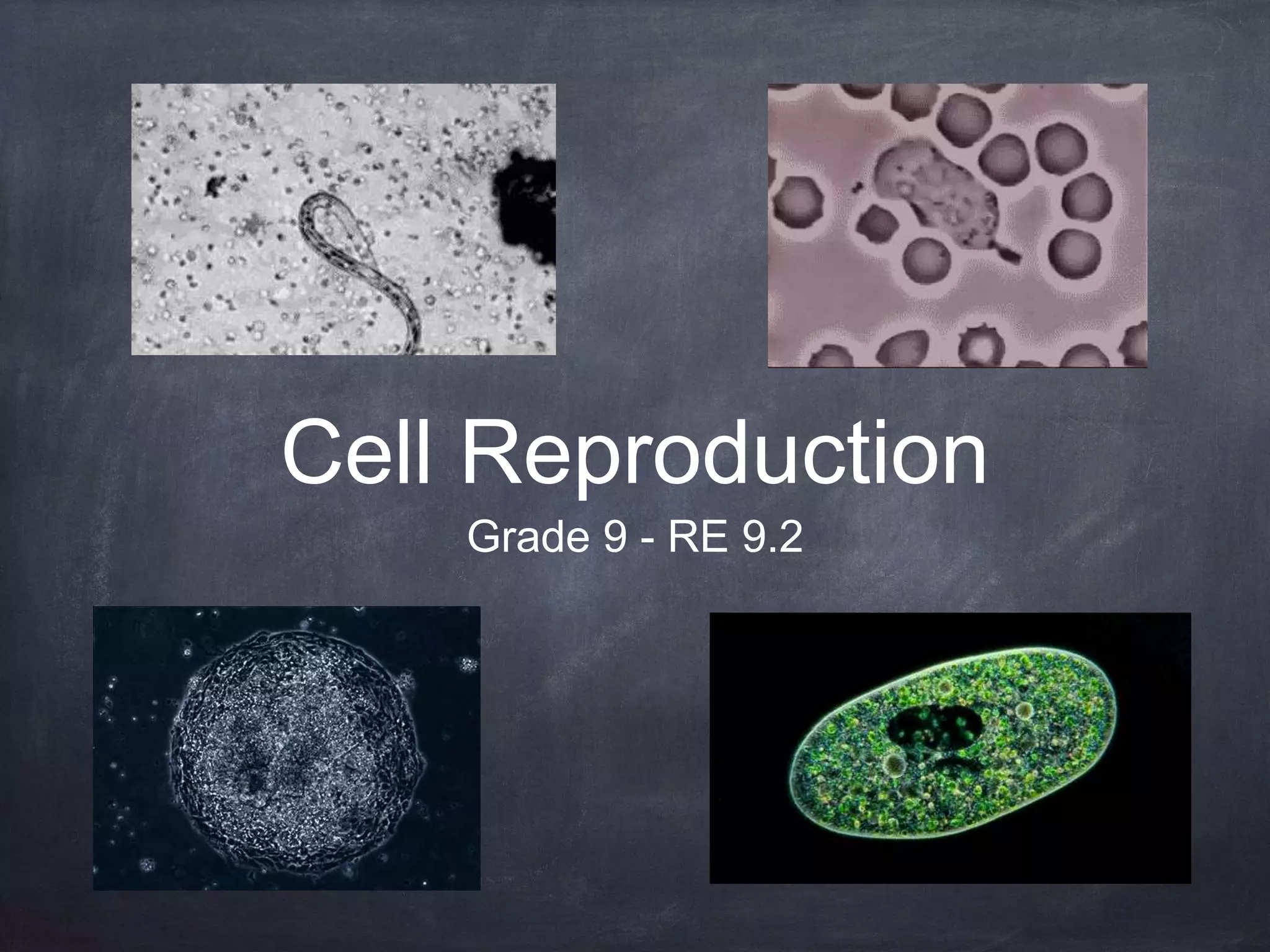 Mitosis 1 Onion Lab - Hira Zahid | PPT