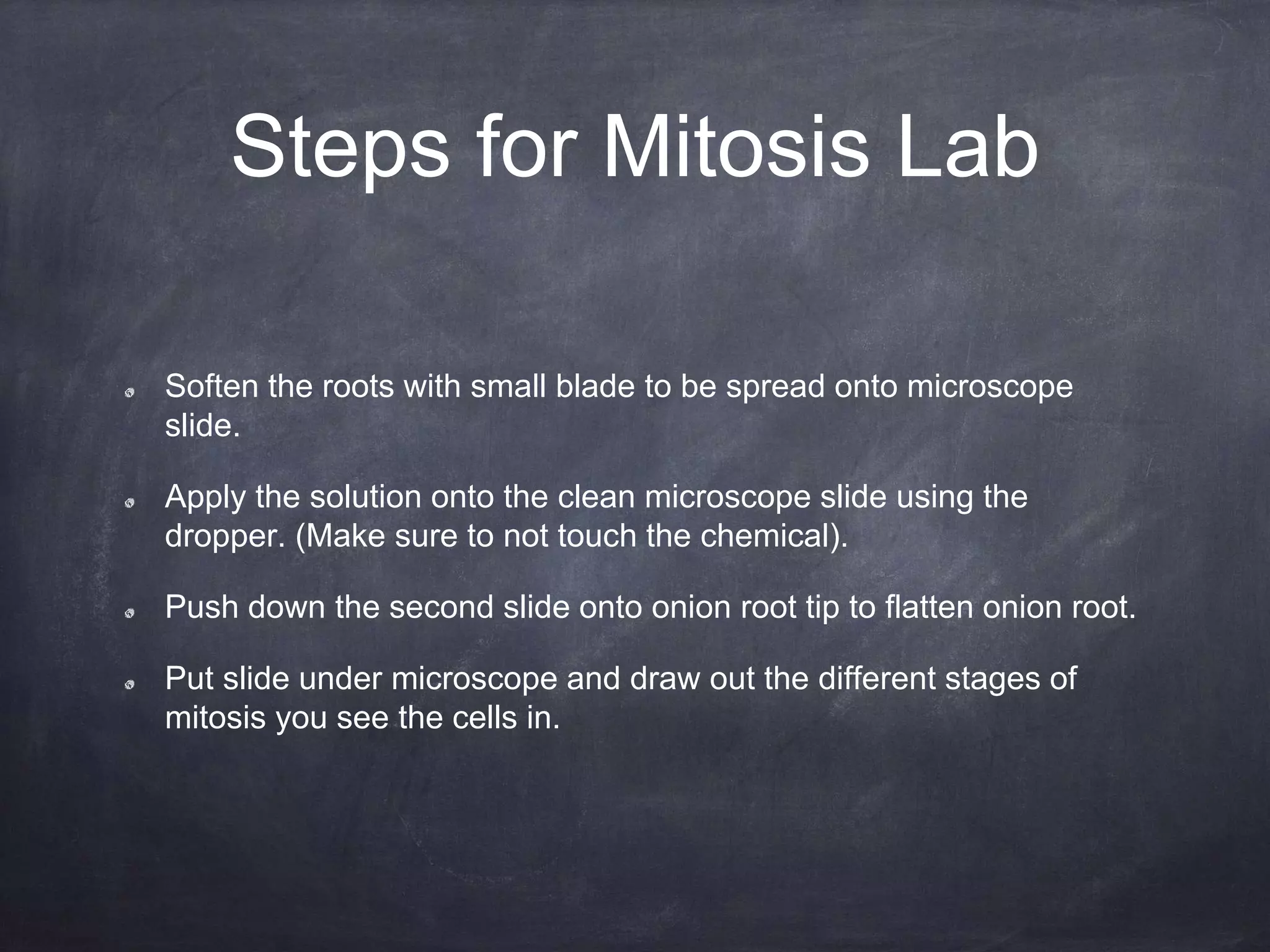 Mitosis 1 Onion Lab - Hira Zahid | PPT