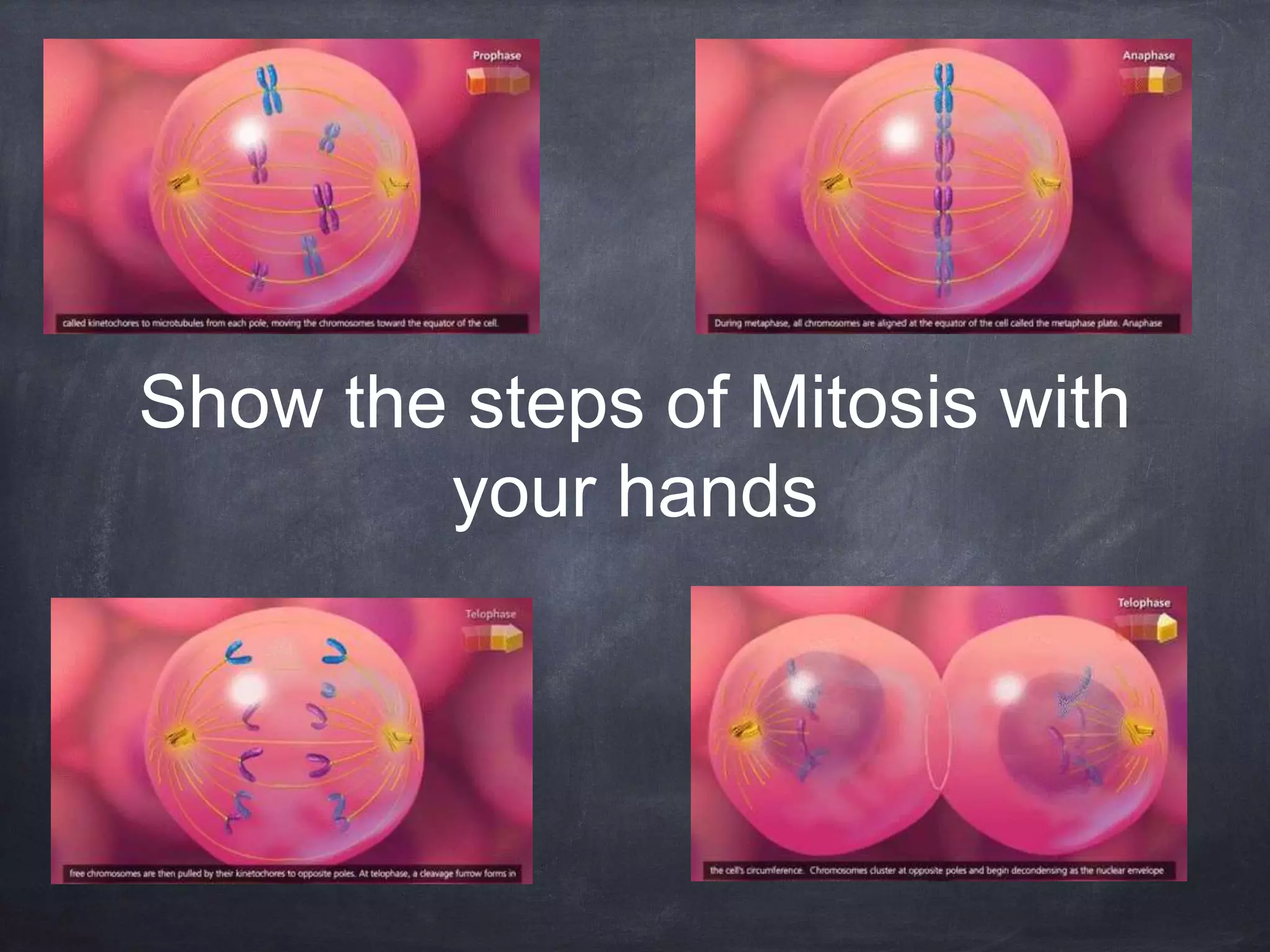 Mitosis 1 Onion Lab - Hira Zahid | PPT