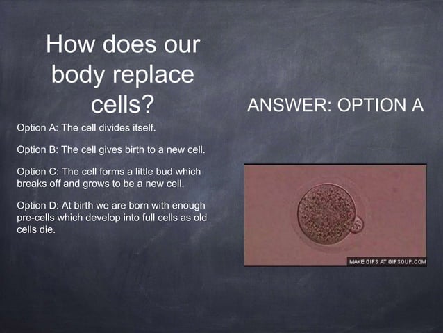 Mitosis 1 Onion Lab - Hira Zahid | PPT