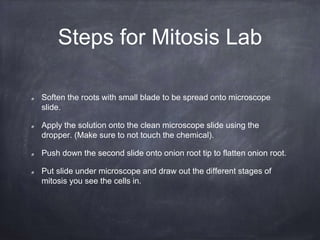 Mitosis 1 Onion Lab - Hira Zahid | PPT
