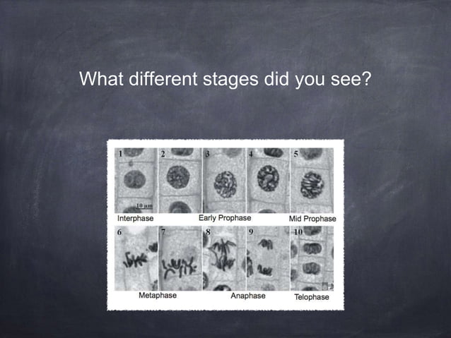 Mitosis 1 Onion Lab - Hira Zahid | PPT