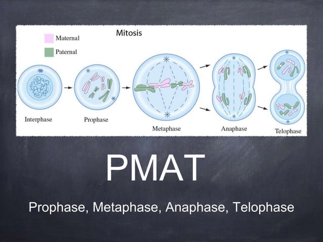 Mitosis 1 Onion Lab - Hira Zahid | PPT