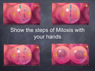 Mitosis 1 Onion Lab - Hira Zahid | PPT