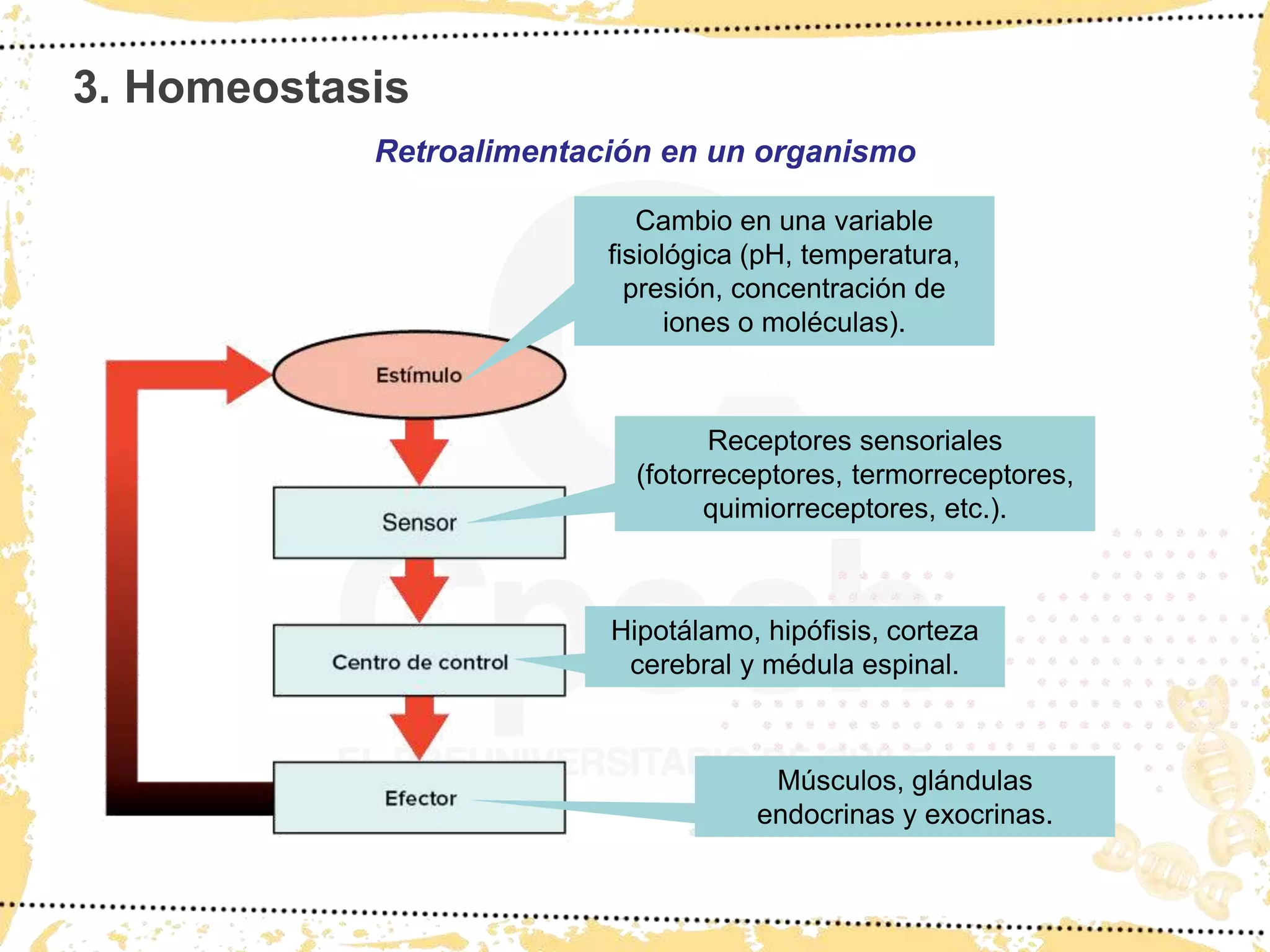 1 PPT Homeostasis.ppt