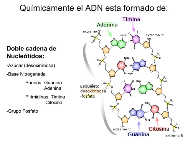 Introduccion a la Genética | PPT