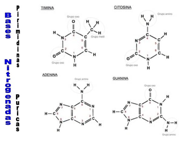Introduccion a la Genética | PPT