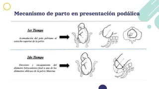 Presentación podálica y transversa y mecanismo de parto | PPTX