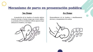 Presentación podálica y transversa y mecanismo de parto | PPTX