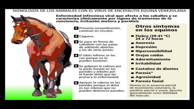 1Presentacion de encefalitis equina ... Rotacion en produccion -Unisarc ...