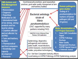 Presentation 1: FAO efforts on shrimp aquaculture health management ...