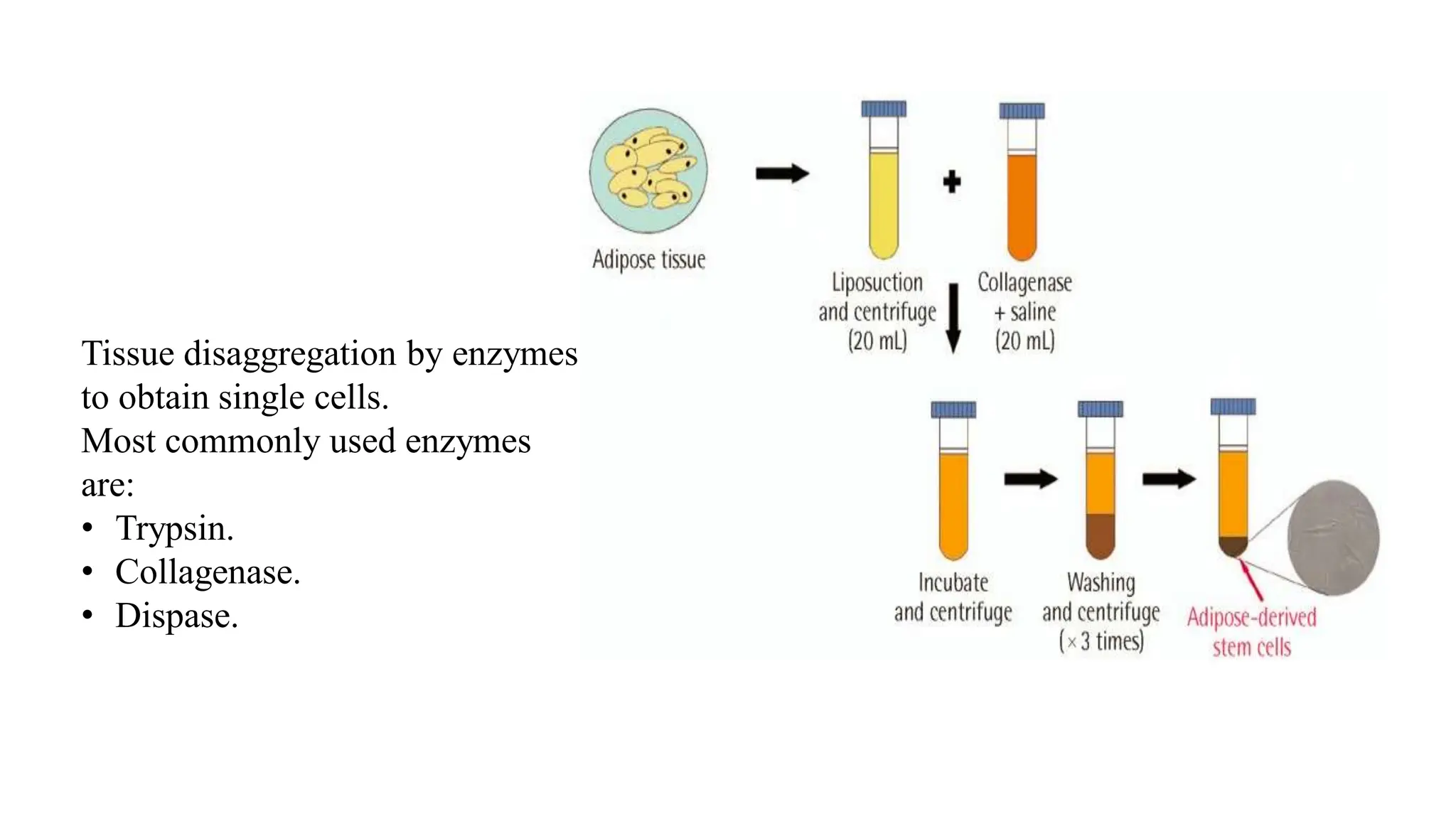 (1) Primary cell culture and cell lines.pdf