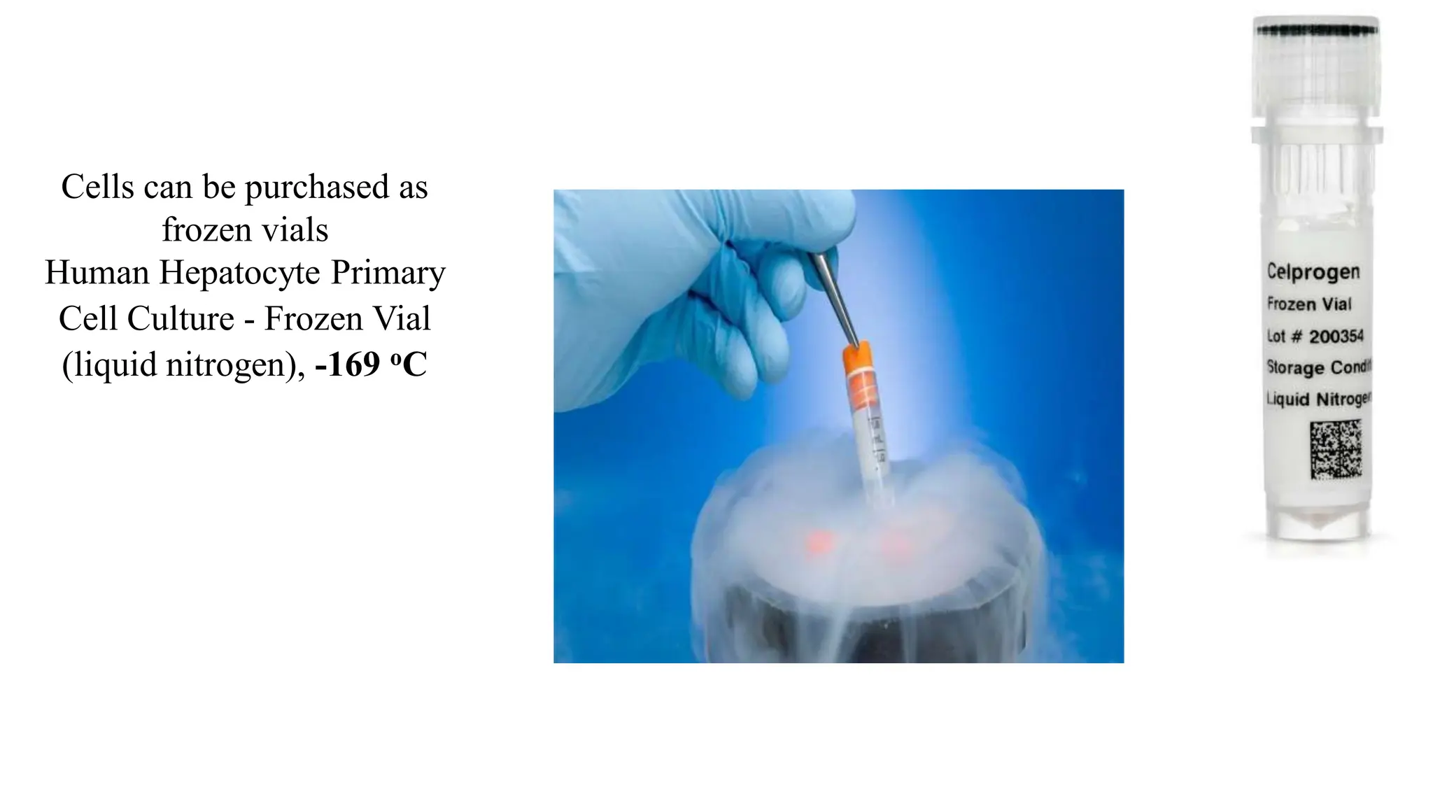 (1) Primary cell culture and cell lines.pdf