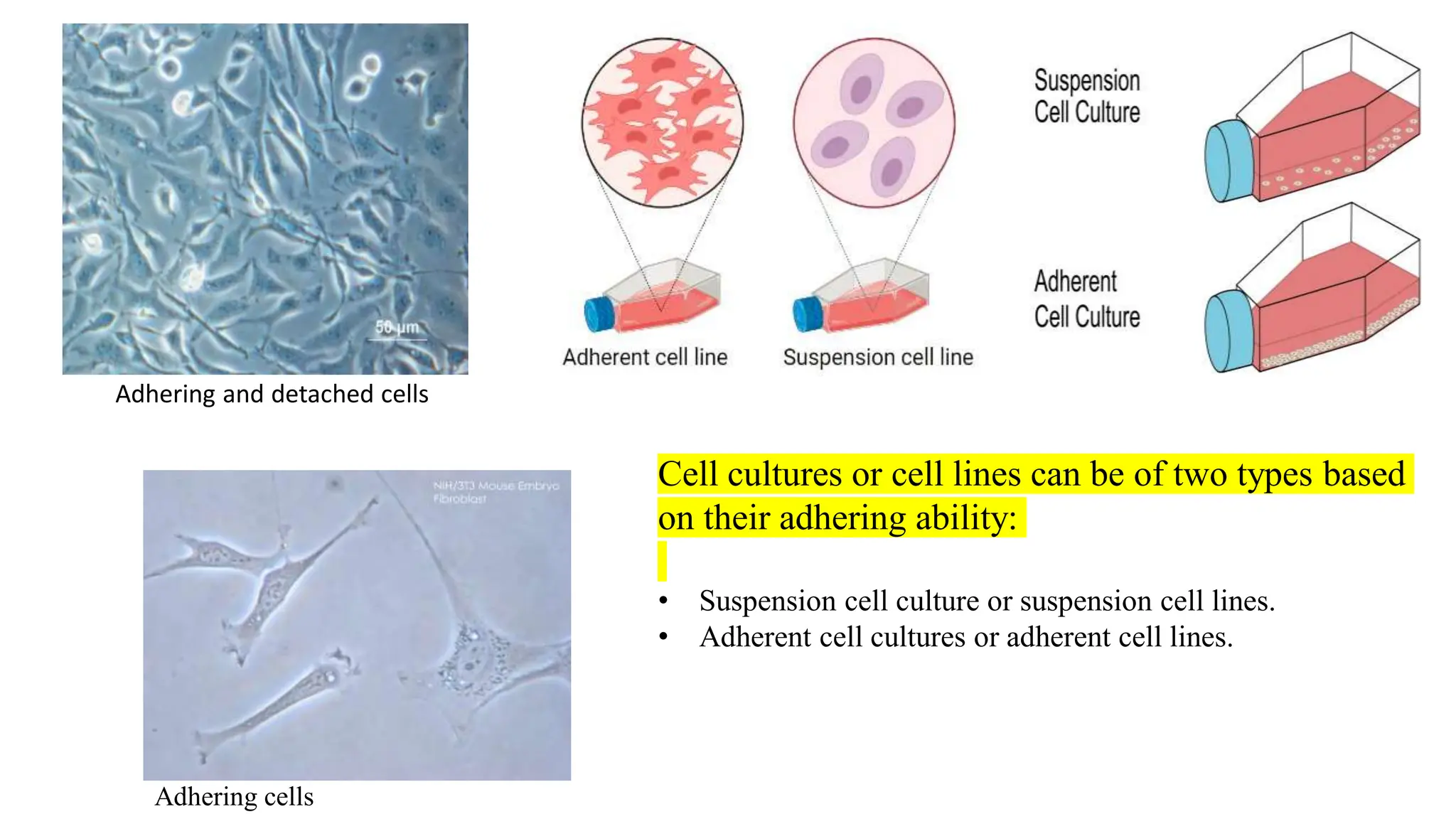 (1) Primary cell culture and cell lines.pdf