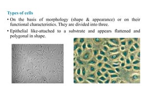 (1) Primary cell culture and cell lines.pdf