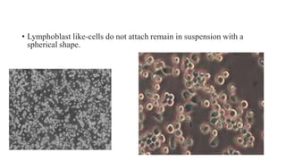 (1) Primary cell culture and cell lines.pdf