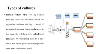 (1) Primary cell culture and cell lines.pdf