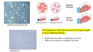 (1) Primary cell culture and cell lines.pdf