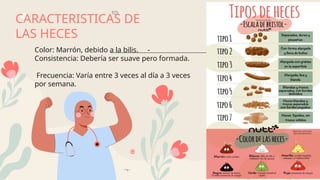 1PROCEDIMIENTO1S tecnicos de enfermeria .pptx