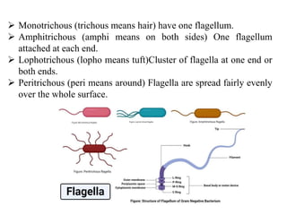 1_prokaryote and eukaryote.pptx