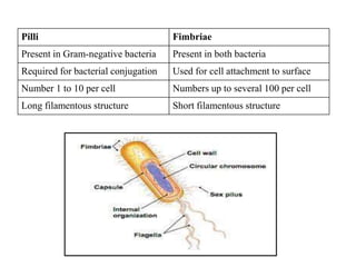 1_prokaryote and eukaryote.pptx