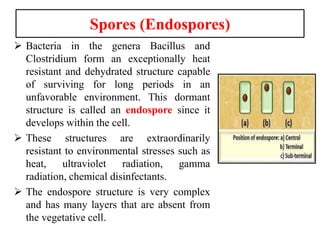 1_prokaryote and eukaryote.pptx