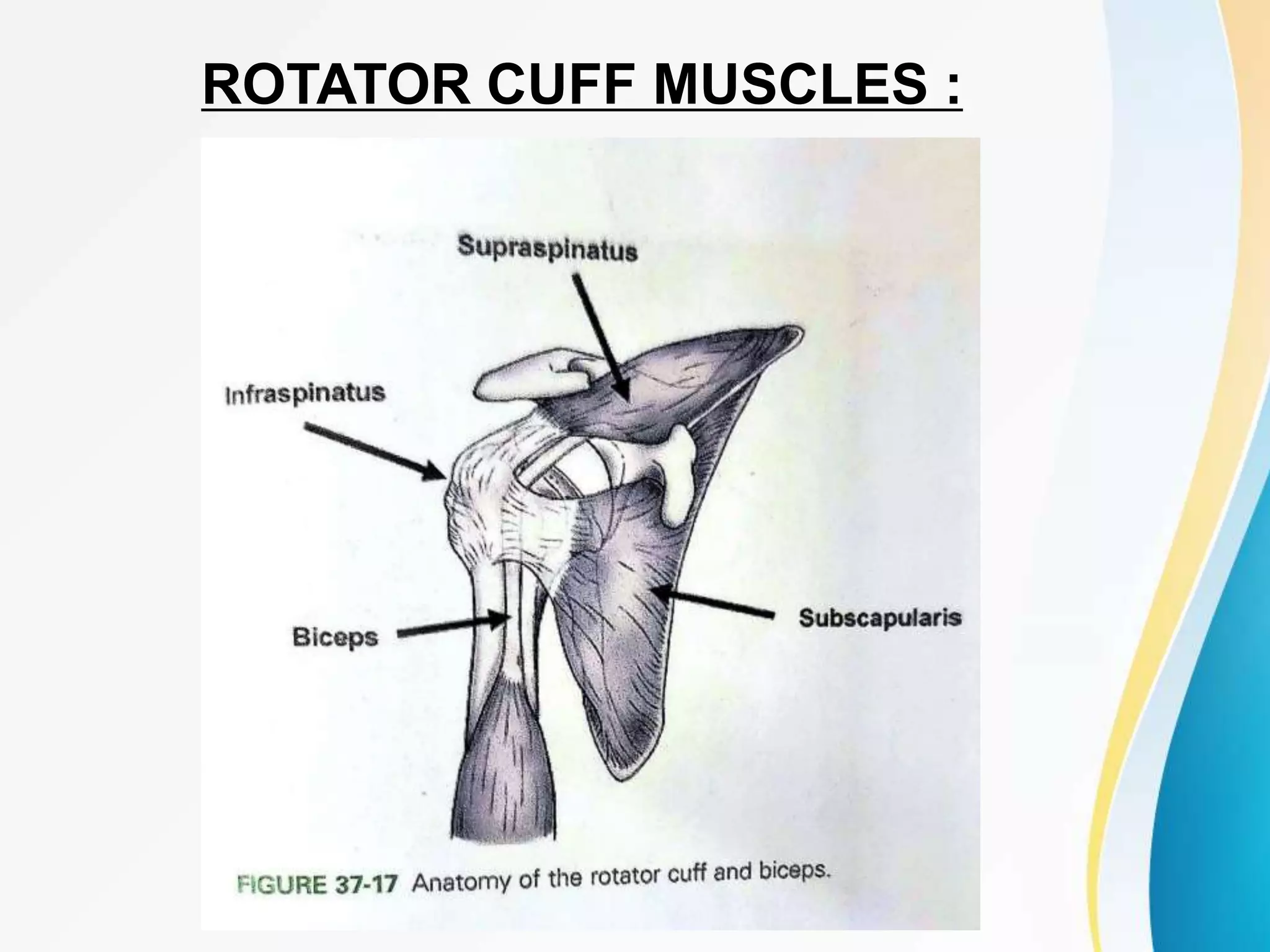 1PROXIMAL_HUMERUS_FRACTURES_SURGICAL_MANAGEMENT_PHILOS_PLATING_FINAL.pptx