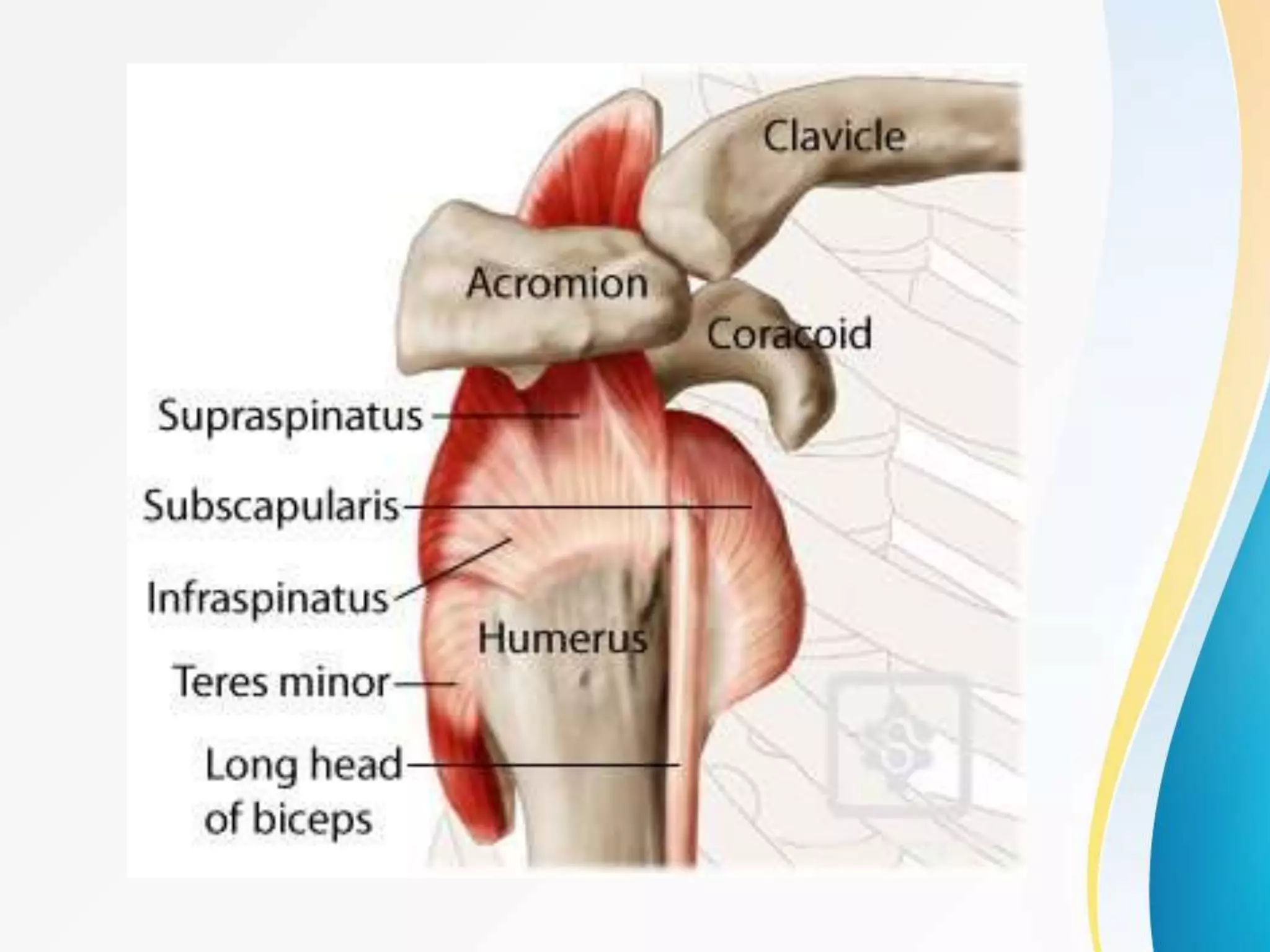 1PROXIMAL_HUMERUS_FRACTURES_SURGICAL_MANAGEMENT_PHILOS_PLATING_FINAL.pptx