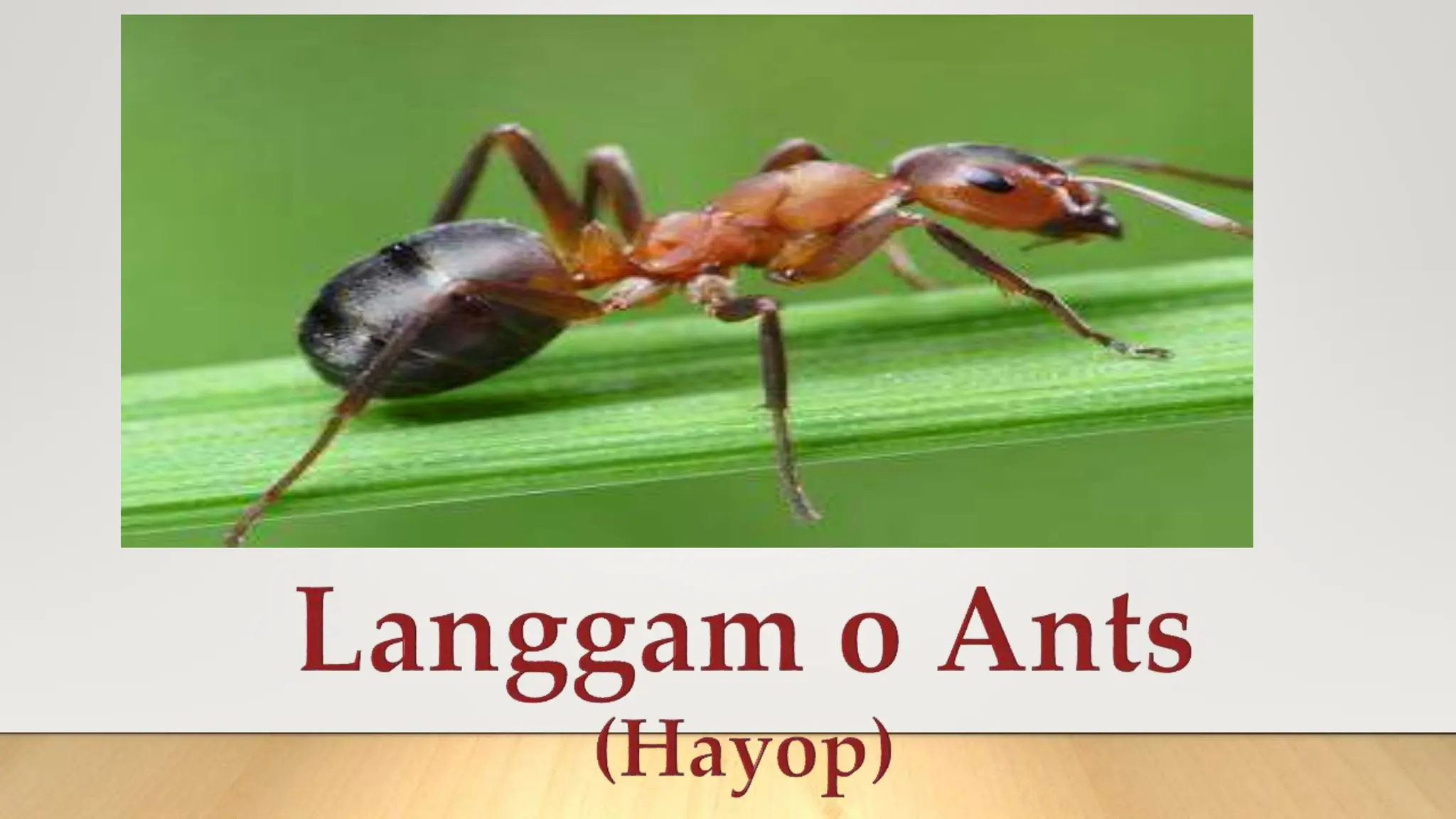 GAMIT NG PANGALAN.pptx sa pangungusap at kung ano ang kahalagahan nito ...