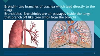 1Q_G9_1.1_Human-Respiratory-System-1.pptx