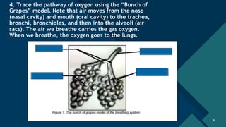 1Q_G9_1.1_Human-Respiratory-System-1.pptx