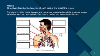 1Q_G9_1.1_Human-Respiratory-System-1.pptx