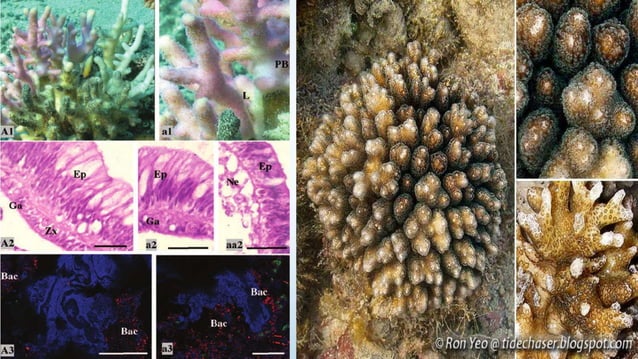 microbial studies on coral mucus | PPT