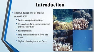 microbial studies on coral mucus | PPT