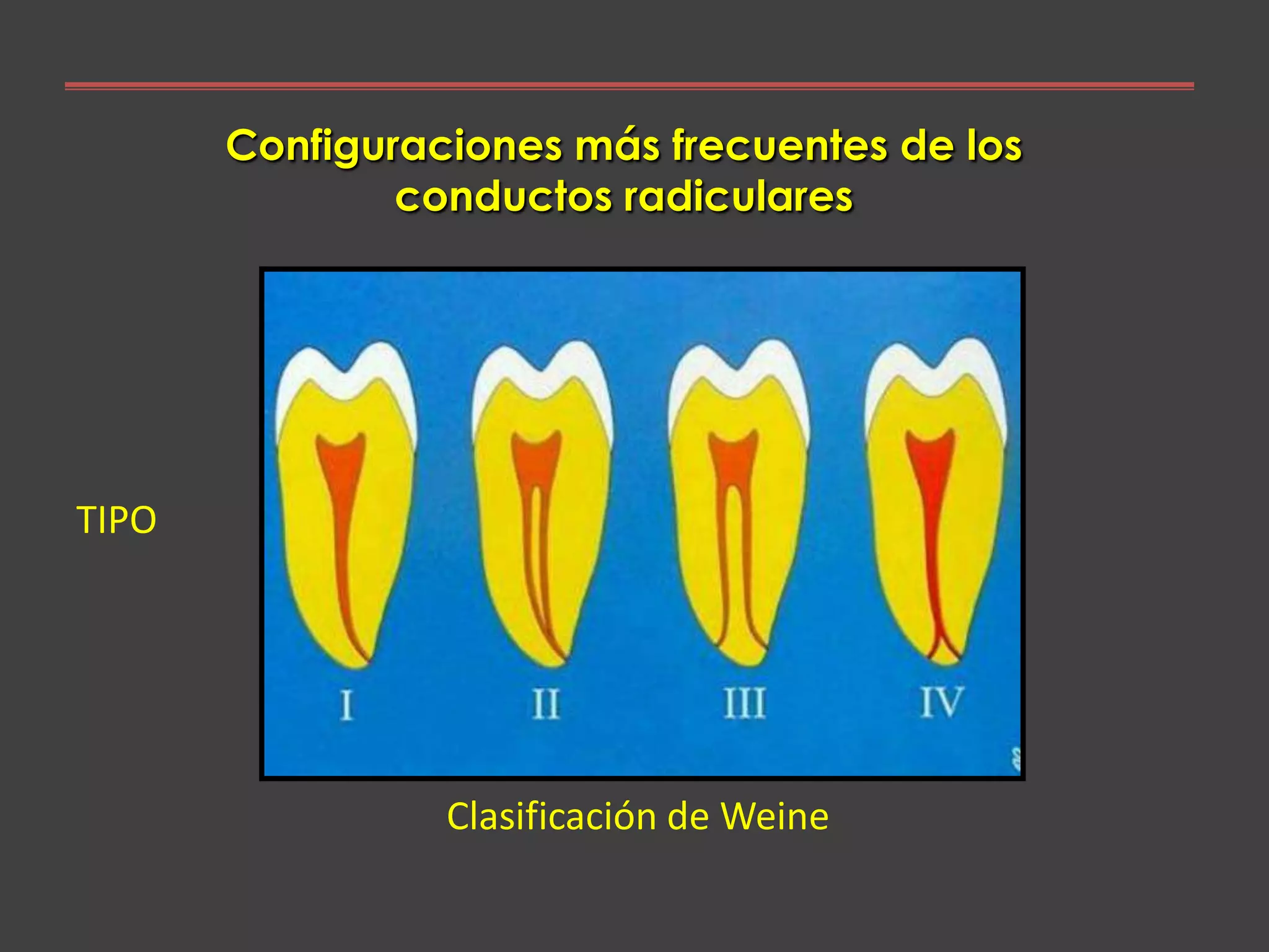 anatomia pulpar | PDF