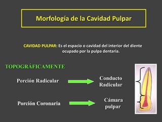 anatomia pulpar | PDF