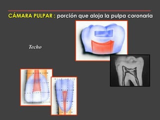 anatomia pulpar | PDF