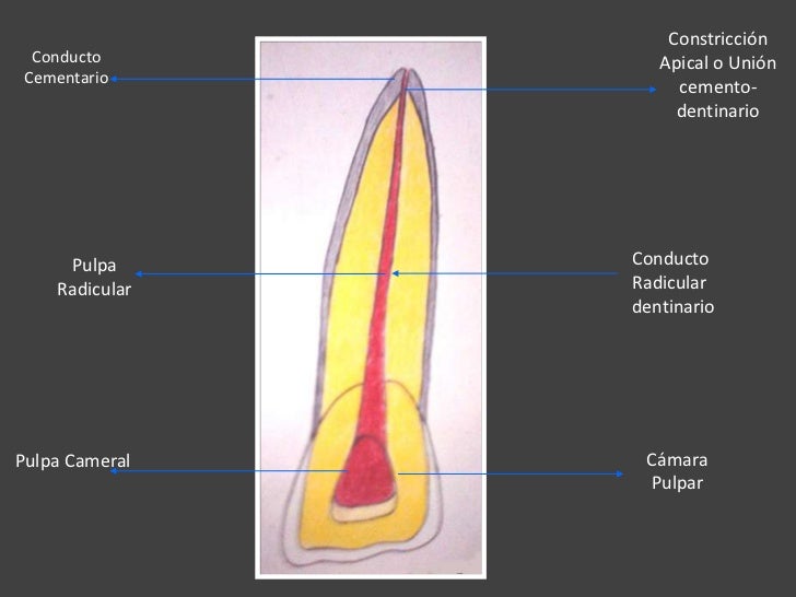 anatomia pulpar