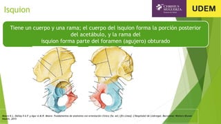 anatomia de pared abdominal, piso pelvico | PPTX