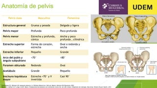 anatomia de pared abdominal, piso pelvico | PPTX
